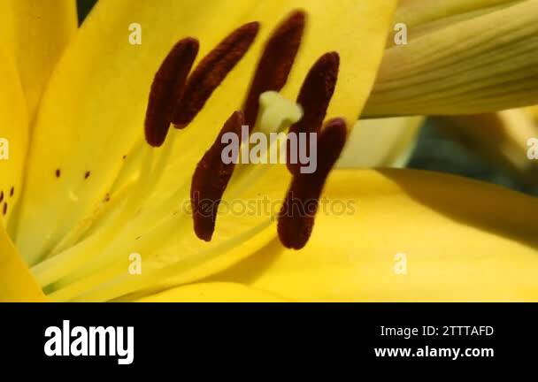 Reproductive organs of a flower a pistil and stamens Stock Video ...