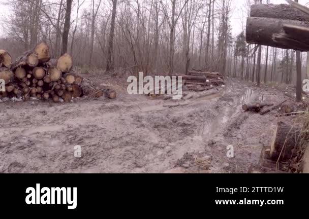 Ecological disaster. Deforestation and temporary storage of logs ...