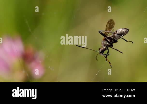 Spider beetle Stock Videos & Footage - HD and 4K Video Clips - Alamy