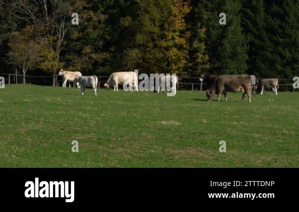 Alpine meadow herd cows Stock Videos & Footage - HD and 4K Video Clips ...