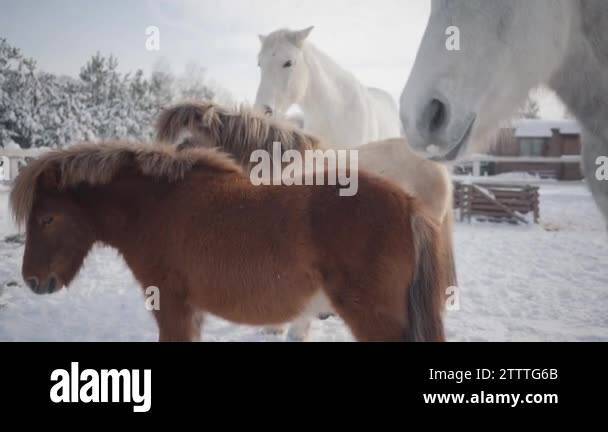 Horse horses outdoor pony Stock Videos & Footage - HD and 4K Video ...