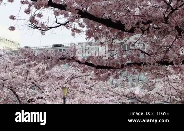 Osaka trees Stock Videos & Footage - HD and 4K Video Clips - Alamy