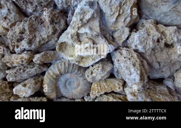 Ammonites in limestone Stock Videos & Footage - HD and 4K Video Clips ...