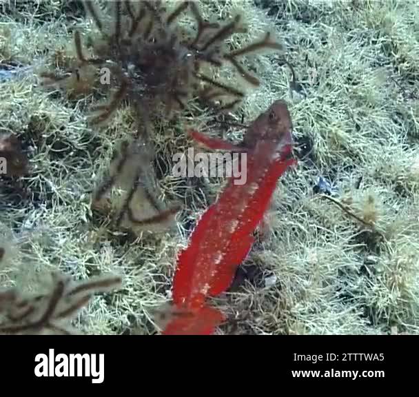 The most beautiful fish of the Black Sea. Triplefin blenny ...