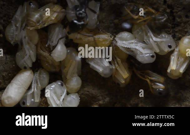 Ant larvae Stock Videos & Footage - HD and 4K Video Clips - Alamy
