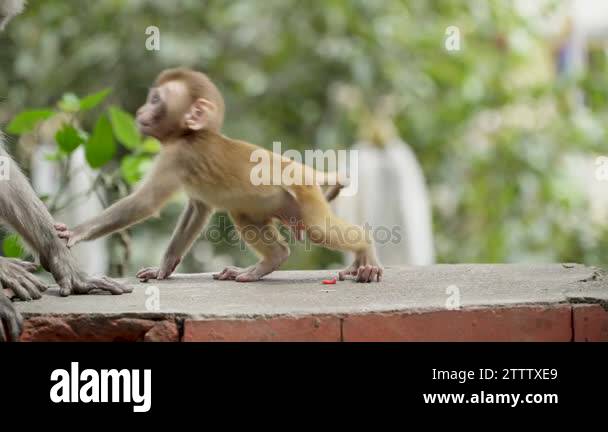 Female macaque monkey cub Stock Videos & Footage - HD and 4K Video ...