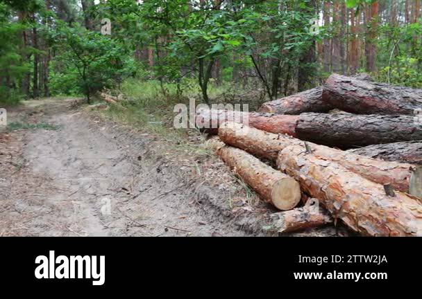 Folded trees on the ground.Stump from newly felled tree.Huge logs from ...