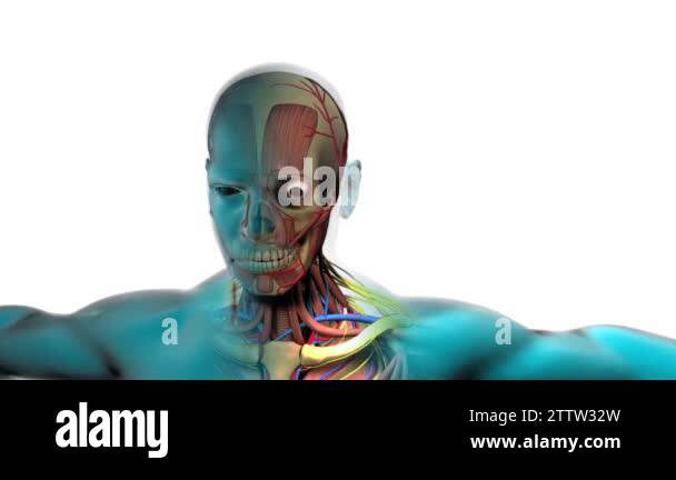 X-Ray of Human skeleton and muscles Stock Video Footage - Alamy