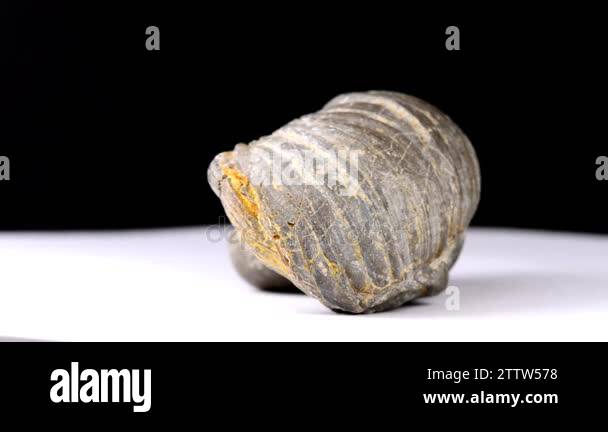 Fossil mollusc shell Stock Videos & Footage - HD and 4K Video Clips - Alamy