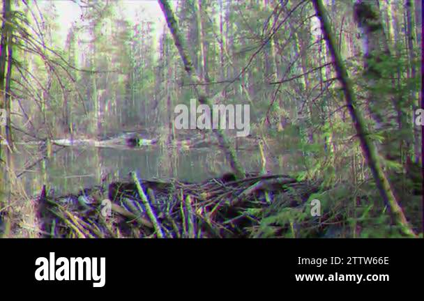 Beaver falling trees Stock Videos & Footage - HD and 4K Video Clips - Alamy