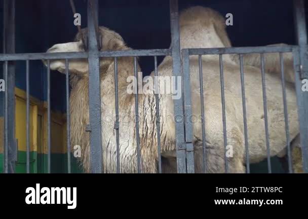 Caged animals Stock Videos & Footage - HD and 4K Video Clips - Alamy