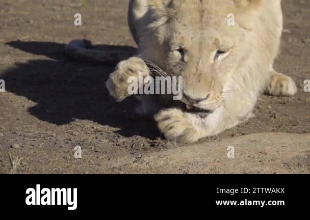 Lion chewing Stock Videos & Footage - HD and 4K Video Clips - Alamy