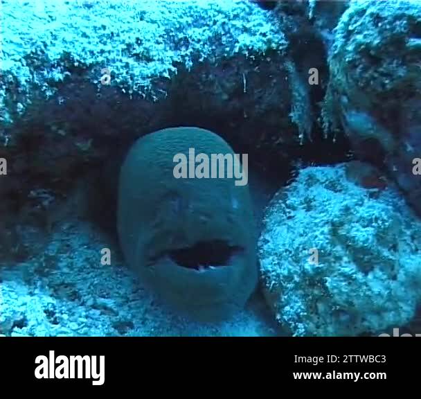 Giant Morey eel (Gymnothorax javanicus) is very common for Red sea. Red ...