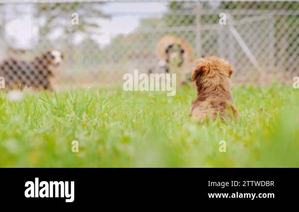 Dogs in bars Stock Videos & Footage - HD and 4K Video Clips - Alamy