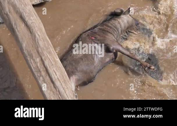 Trampled across Stock Videos & Footage - HD and 4K Video Clips - Alamy