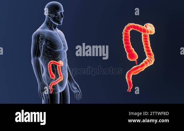 Large intestine zoom with anatomy Stock Video Footage - Alamy