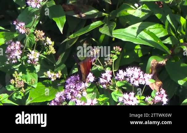Pollen from flower Stock Videos & Footage - HD and 4K Video Clips - Alamy