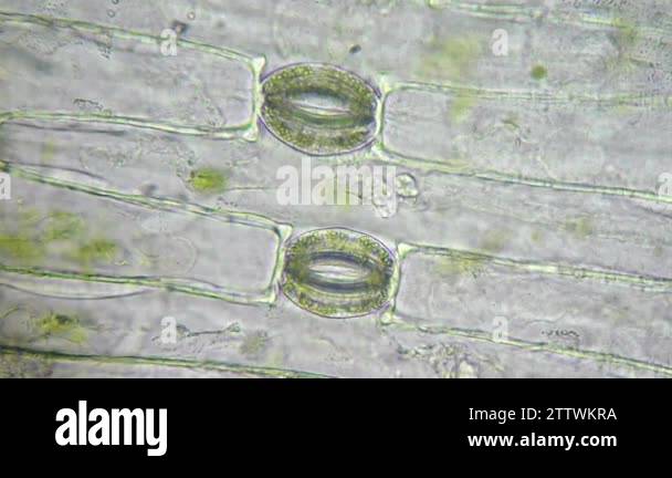 Plant cells with green chloroplasts and stoma under microscope Stock ...