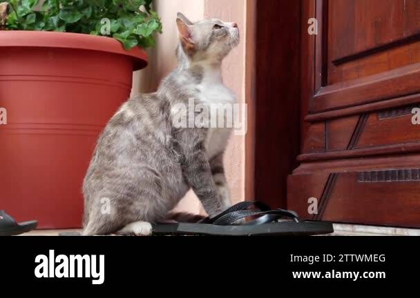 Greek famine Stock Videos & Footage - HD and 4K Video Clips - Alamy