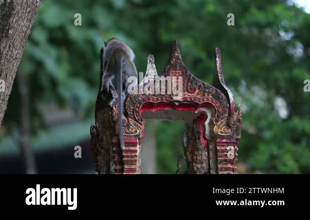 Monkey eats rice on the pebbles Stock Video Footage - Alamy