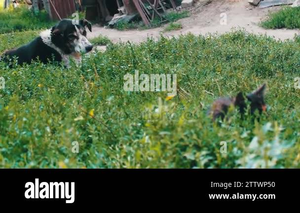 Rotten shepherd Stock Videos & Footage - HD and 4K Video Clips - Alamy