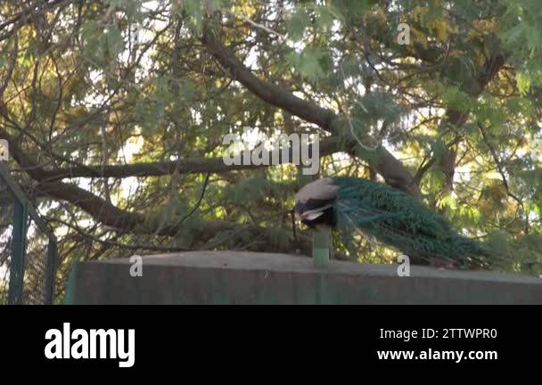 beautiful dancing peacock. aviary with peacocks in the season of mating ...