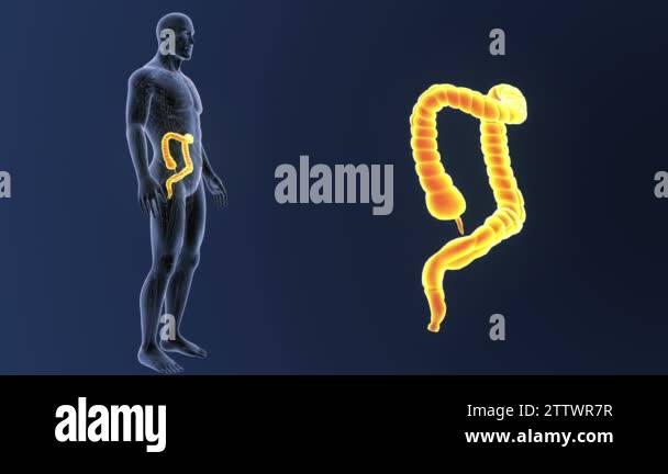Large intestine zoom with anatomy Stock Video Footage - Alamy