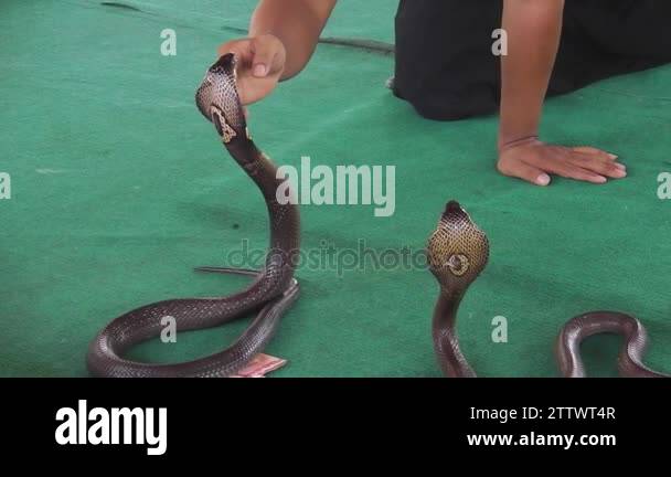 King cobras Stock Videos & Footage - HD and 4K Video Clips - Alamy