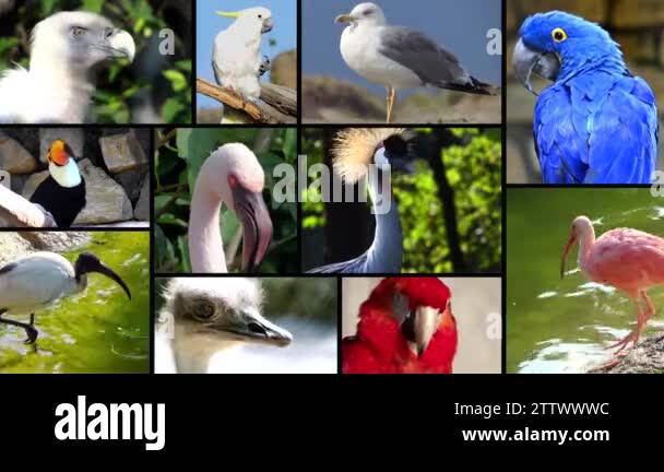 Collage birds Stock Videos & Footage - HD and 4K Video Clips - Alamy