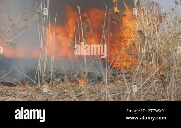 High risk forest area Stock Videos & Footage - HD and 4K Video Clips ...