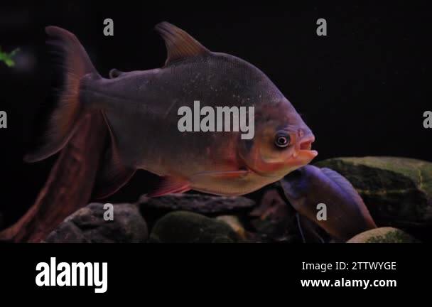 Ocean predatory fish Stock Videos & Footage - HD and 4K Video Clips - Alamy