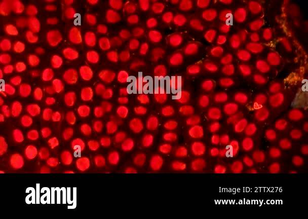 Chromatin microscope Stock Videos & Footage - HD and 4K Video Clips - Alamy