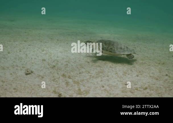 Hawksbill sea turtle swims Stock Videos & Footage - HD and 4K Video ...