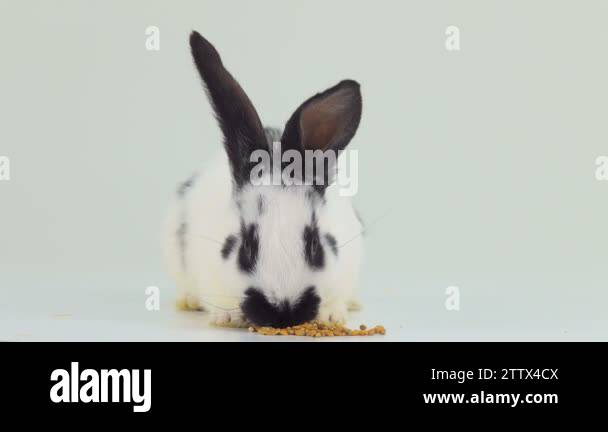 white rabbit on white screen eating wheat grain Stock Video Footage - Alamy