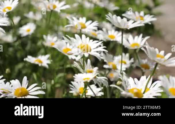 Medicinal herbs flower Stock Videos & Footage - HD and 4K Video Clips ...