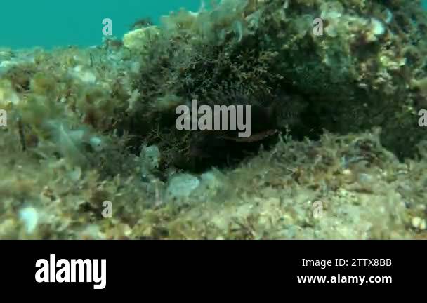 poisonous fish Zebra Lionfish hides among algae in shallow water, Red ...