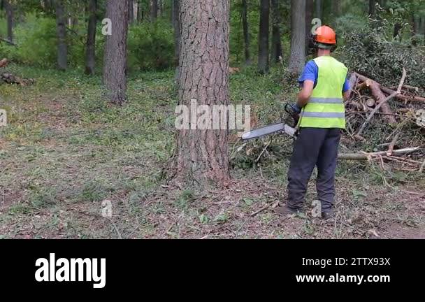 Logger cutting big tree Stock Videos & Footage - HD and 4K Video Clips ...