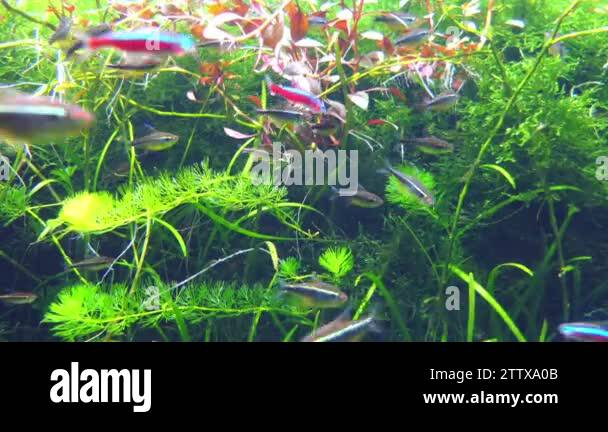 Cardinal tetra (Paracheirodon axelrodi) is freshwater fish of characin ...