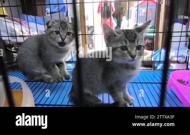 Cat and cubs Stock Videos & Footage - HD and 4K Video Clips - Alamy