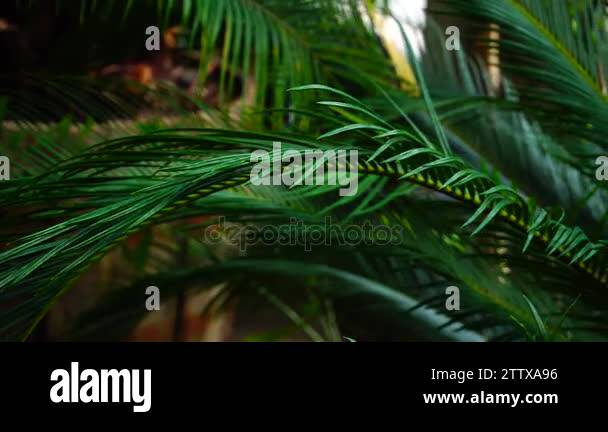 Palm stems Stock Videos & Footage - HD and 4K Video Clips - Alamy