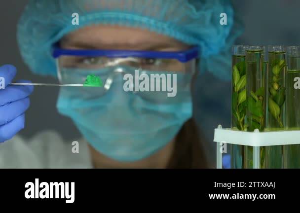 Lab worker comparing chemical agent with plant sample in test tube ...