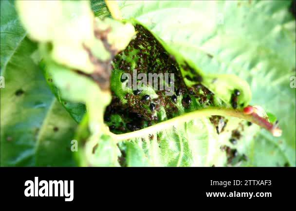 Plant lice Stock Videos & Footage - HD and 4K Video Clips - Alamy