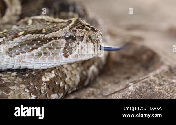 Southern adder Stock Videos & Footage - HD and 4K Video Clips - Alamy