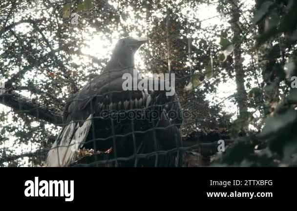 Huge big raptor bird Stock Videos & Footage - HD and 4K Video Clips - Alamy