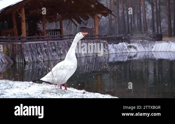 A beautiful white goose by the house in the woods with a lake protects ...