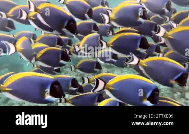 School of Powder Blue Surgeonfish or Powder Blue Tang (Acanthurus ...