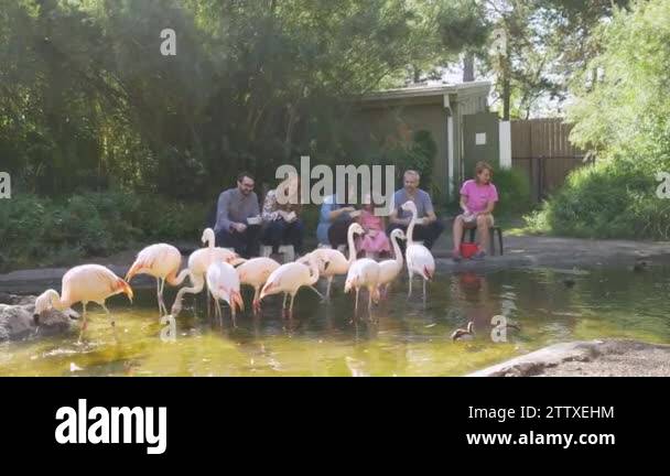 People feeding flamingos as they sit on edge of pond at an aviary as ...