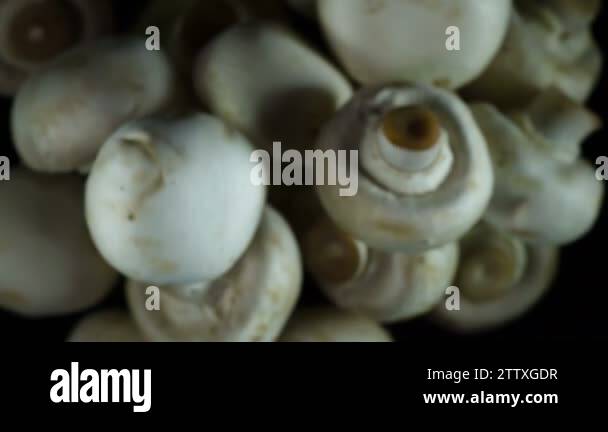 Champignons in Flight Upward. Button mushrooms thrown up into the lens ...