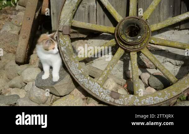 Broken wheel Stock Videos & Footage - HD and 4K Video Clips - Alamy