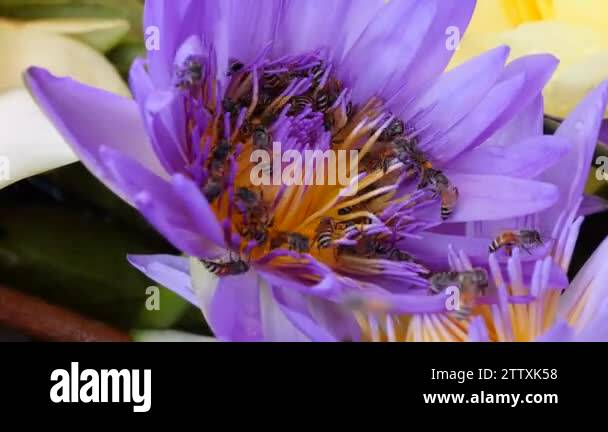 April lily Stock Videos & Footage - HD and 4K Video Clips - Alamy